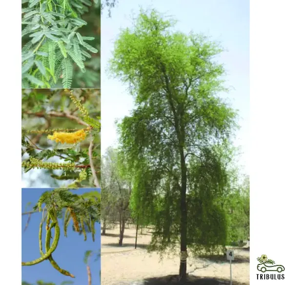 Buy Ghaf Tree – Native, Drought-Tolerant Tree of the UAE